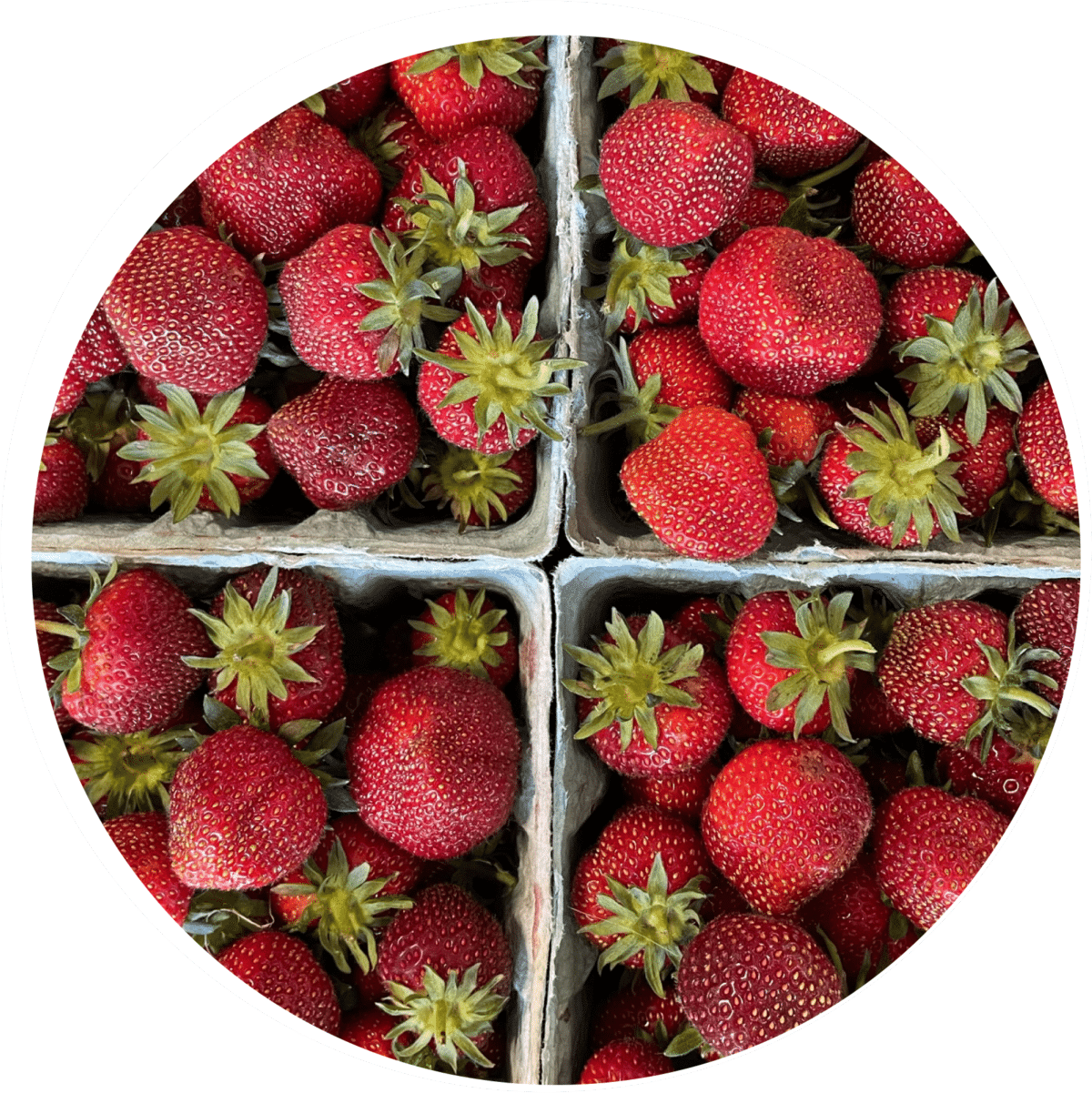 Hilltop Harvest: Fresh Strawberries, Flower Fields & Fun Experiences